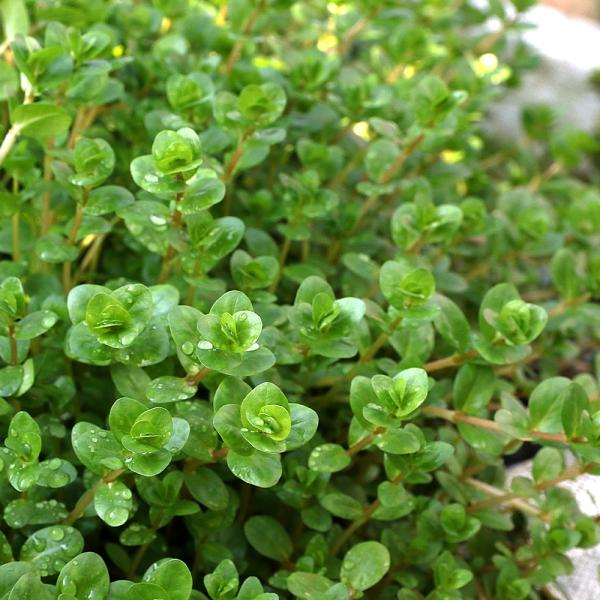 PF_SPQ　Rotala_dyforia　熱帯魚　Rotala　rotundifolia　水上葉　水草　中景草　水上葉_ロタラ　wp_kywrd　ロトンジフォリア　ロトゥンディフォリア　ソンラ　ミソハギ科　キカシグサ属　Lythracea...