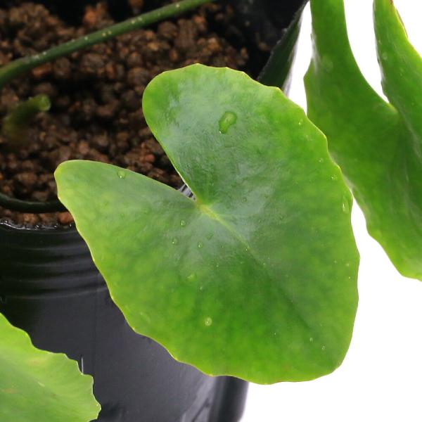 _aqua　_gardening　ビオトープ　水辺植物　水生植物　浮葉植物　nymphoides　ガーデニング　その他水辺植物　all_plants　植物　植物生体　ガーデニング生体　育て方　育成方法　栽培方法　アサザ　多々良アサザ　多々良...