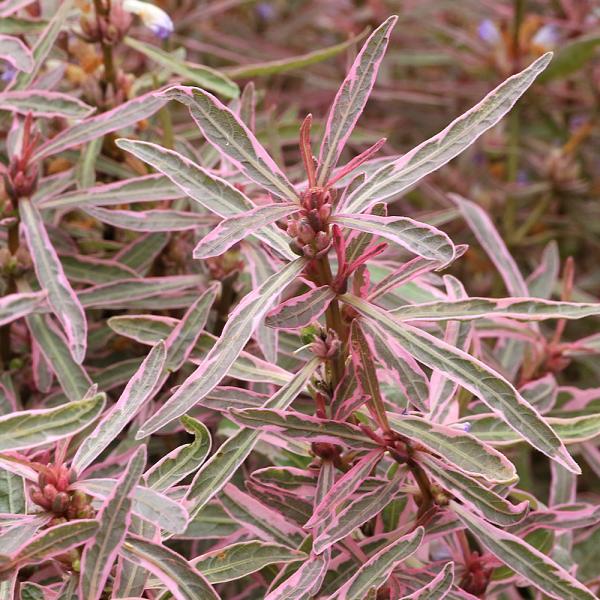 熱帯魚　ビギナーにお勧め　アクア　アクアリウム　レイアウト　有茎（ハ行）　水草　後景草　細長い　ハイグロフィラ　ハイグロフィラｓｐ．チャイ　Hygrophila 2025tuuki　AK　y25m07　20250707　Ｈｙｇｒｏｐｈｉｌａ...