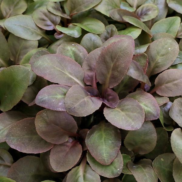 水草　前景草　中景草　草原　ワンポイント　ロベリア　カーディナリス　ベニバナサワギキョウ　Ｌｏｂｅｌｉａ　ｃａｒｄｉｎａｌｉｓ　キキョウ科　Ｃａｍｐａｎｕｌａｃｅａｅ　ミゾカクシ属　2025tuuki　AK　y25m07　20250707