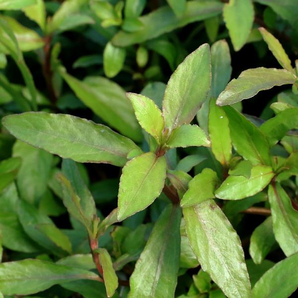 熱帯魚　ビギナーにお勧め　有茎（ハ行）　水草　後景草　ハイグロ　Ｈｙｇｒｏｐｈｉｌａ　キツネノマゴ科　Ａｃａｎｔｈａｃｅａｅ　オギノツメ属　細長い　ハイグロフィラ　スネーク　2026tuuki　AK　y26m02　20260203