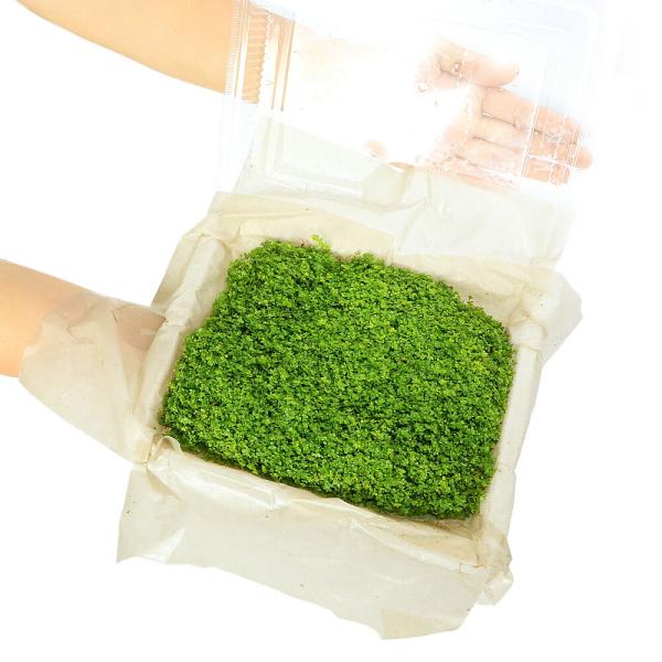 熱帯魚　_aqua　水草　ネコポス水草　前景草　絨毯のような　all_plants　キューバパールグラスはこちら　水上葉_前景草無農薬　20250719　AK　ｙ24ｍ07　Ｈｅｍｉａｎｔｈｕｓ　ｃａｌｌｉｔｒｉｃｈｏｉｄｅｓ　キューバパー...