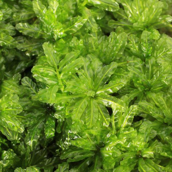 paludariumplants　パルダリウム　テラリウム　line2462terarium　コケ　苔　植物　植物生体　ガーデニング生体　アクアテラリウム　ビバリウム　育て方　育成方法　栽培方法　観葉植物　ツルチョウチンゴケ　大葉提蘚　蘚類...