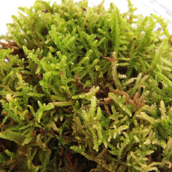 terarium　_kame　_gardening　コケシリーズ　ガーデニング　観葉植物　苔　all_plants　両爬向き植物　盆栽　ビバリウム　アクアテラリウム　テラリウム　パルダリウム　ハイゴケ　這苔庭　庭園　育て方　育成方法　栽培方...