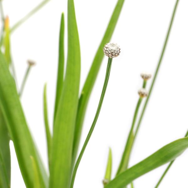 PF_SPQ　all_plants　水草　育て方　育成　アクアリウム　アクアリウムプランツ　テラリウム　ビオトープ　後景草　ロゼット型　イヌノヒゲ　ホシクサ　エリオカウロン オオシラタマホシクサ　ホシクサ科 Ｅｒｉｏｃａｕｌａｃｅａｅ ホシ...