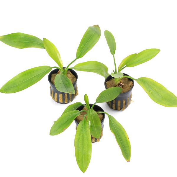 水草　中景草　後景草　ワンポイント　センタープラント　Ｅｃｈｉｎｏｄｏｒｕｓ　horemanii  ホレマニー　Ａｑｕａｒｉｕｓ　ｓｐ．　アクアリウス　オモダカ科　Ａｌｉｓｍａｔａｃｅａｅ　エキノドルス属　エキノドルス　ホレマニーグリーン　...