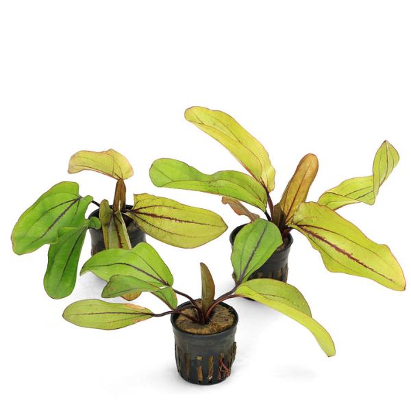 水草　エキノとその近縁　ワンポイント　後景草　エキノドルス　Ｅｃｈｉｎｏｄｏｒｕｓ　オモダカ科　エキノドルス属　Ａｌｉｓｍａｔａｃｅａｅ　Ｅｃｈ　エキノ　Ａｑｕａｒｉｕｓ　アクアリウス　ズーロジカ社　フランスストッフェルス　フランスストーフ...