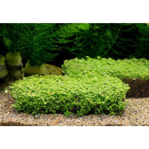 _aqua　_kame　_hachu　カミハタ　水草の種　ベビーハイグロシード　水草　アクアリウム　アクアテラリウム　パルダリウム　ハイグロ　前景草　絨毯　カーペット　草原　プランツシード　Hyrophila　sp.　y26m02　AK　2...