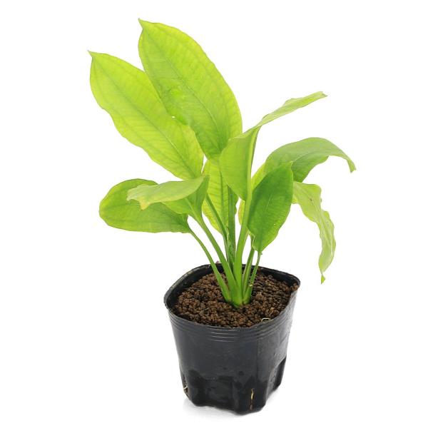 _aqua　　all_plants植物　植物生体　ガーデニング生体　育て方　育成方法　栽培方法　ハムリック　AISHI　2026tuuki　ｙ26ｍ04　20260415　エキノドルス　水草　エキノとその近縁　中景　後景　エキノドルス　Ｅｃ...