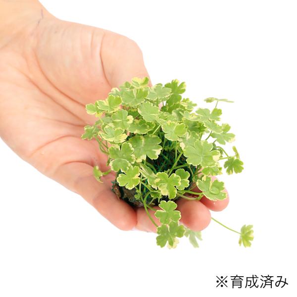 アクアリウム　アクア　レイアウト　置くだけ　簡単　ボール　育成　水草　前景草　横に広がる　all_plants　ノチドメはこちら　水上葉_前景草　チドメグサ　斑入　斑入りチドメ　greenplants　y26m04　20260406 AK
