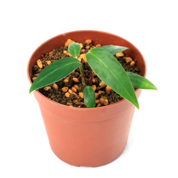 PF_SPQ　観葉植物　ガーデニング　ビバリウム　アクアテラリウム　パルダリウム　水草　サトイモ　Ｈｏｍａｌｏｍｅｎａ　熱帯植物　テラリウム テラリウム植物　テラ植物　原種　ジメジメ系　じめじめ系　terrariumplants　proge...