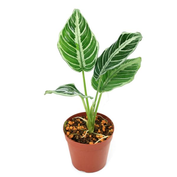 PF_SPQ　line2462terarium　両爬向き植物　観葉植物　園芸　ガーデニング　ビバリウム　アクアテラリウム　パルダリウム　熱帯植物　テラリウム テラリウム植物　テラ植物　原種　ジメジメ系　じめじめ系　terrariumplan...