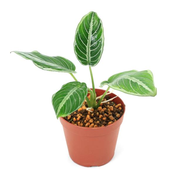 PF_SPQ　line2462terarium　両爬向き植物　観葉植物　園芸　ガーデニング　ビバリウム　アクアテラリウム　パルダリウム　熱帯植物　テラリウム テラリウム植物　テラ植物　原種　ジメジメ系　じめじめ系　terrariumplan...