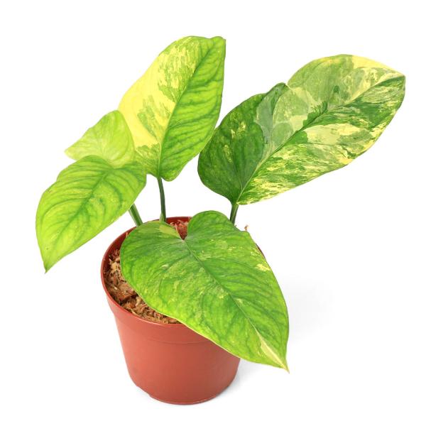 PF_SPQ　_hachu　_gardening　sfset　観葉植物　園芸　ガーデニング　ビバリウム　アクアテラリウム　パルダリウム　サトイモ　サトイモ科モンステラ属　サトイモ科ホウライチョウ属　熱帯アメリカ　育て方　育成方法　栽培方法　...