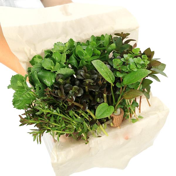 熱帯魚　_aqua　水草セット　水上葉セット　水草　セット　ミックス　all_plants　　ロタラ　　2026tuuki　　y26m05　AK　20260421　エキノドルス　おまかせ　アクアリウス　ライフマルチ