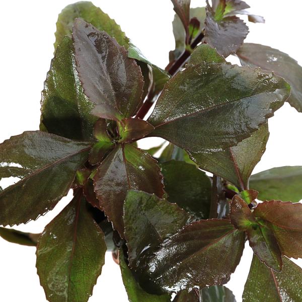 熱帯魚　有茎（ア行）　水草　後景草　赤い　all_plants　水草赤い　wp_kywrd　リムノフィラ　フィリピン　紫　Ｌｉｍｎｏｐｈｉｌａ　'Ｐｈｉｌｉｐｐｉｎｅ'　20260609　ｙ26ｍ06　AK　赤　レイアウト　オオバコ科　se...