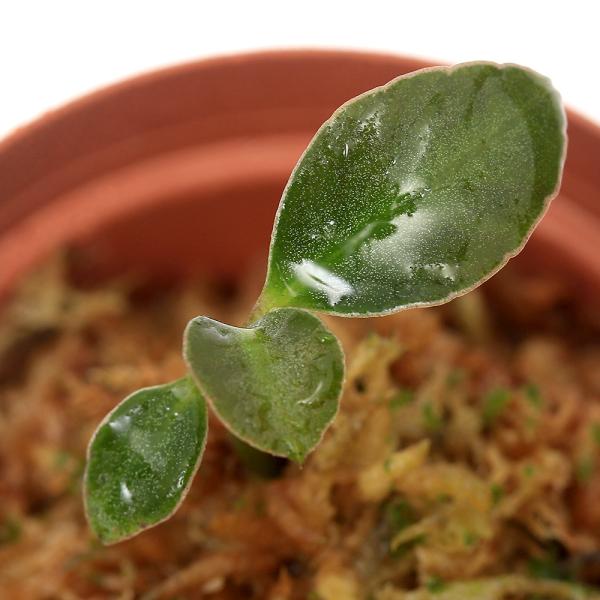 paludariumplants　パルダリウム　テラリウム　PF_SPQ　ガーデニング　原種　ビバリウム　ヤブコウジ科　ラビシア属　ラビシア　Labisia　熱帯植物　テラリウム植物　テラ植物　progenitorplant　terrari...