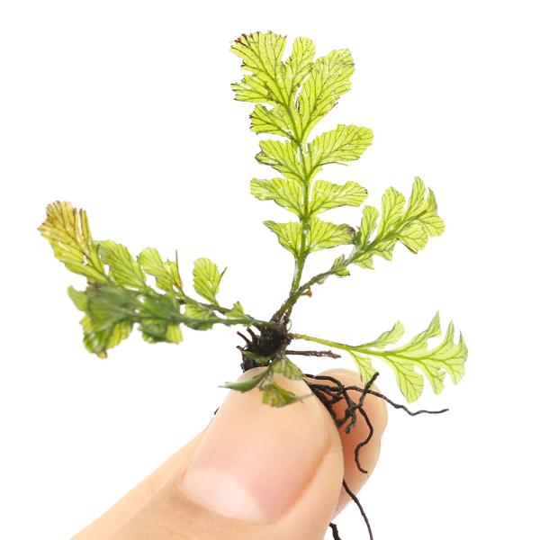 paludariumplants　パルダリウム　テラリウム　PF_SPQ　観葉植物　園芸　ガーデニング　ビバリウム　アクアテラリウム　着生シダ　Cephalomanes　sp.　Taman　Negara　タマン　ナガラ　セファロマネス　ケフ...