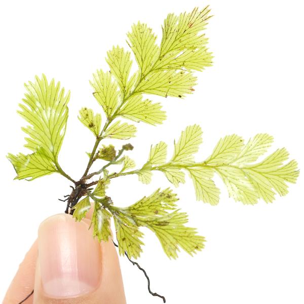 paludariumplants　パルダリウム　テラリウム　PF_SPQ　観葉植物　園芸　ガーデニング　ビバリウム　アクアテラリウム　着生シダ　Cephalomanes　sp.　Perak　ペラ　セファロマネス　ケファロマネス　シダ　羊歯　...