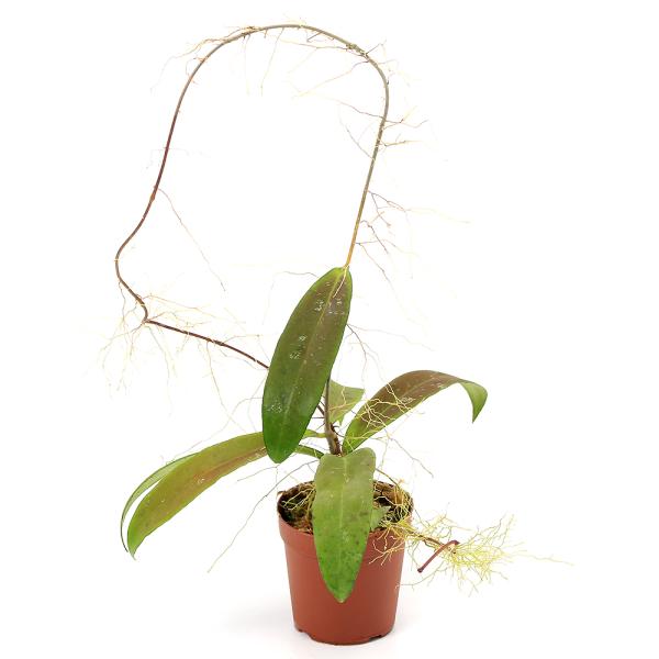 PF_SPQ　観葉植物　園芸　ガーデニング　ビバリウム　パルダリウム　テラリウム　両爬向き植物　ビバリウムプランツ　着生植物　熱帯植物　植物　植物生体　ガガイモ科　ホヤ属　ホヤ　Hoya　kaikoeana　20241115　y24m11　...