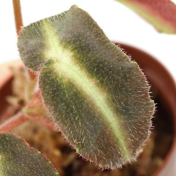 paludariumplants　パルダリウム　テラリウム　PF_SPQ　観葉　園芸　ガーデニング　ビバリウム　アクアテラリウム　原種ベゴニア　木立ベゴニア　根茎性ベゴニア　Begonia　listada　熱帯植物　テラリウム植物　テラ植物...