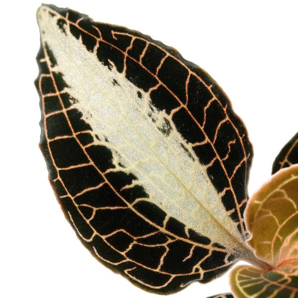 paludariumplants　パルダリウム　テラリウム　PF_SPQ　観葉植物　園芸　ガーデニング　ビバリウム　アクアテラリウム　ジュエルオーキッド　宝石蘭　宝石ラン　juwel　orchid　ロビアナス　Anoectochilus　l...