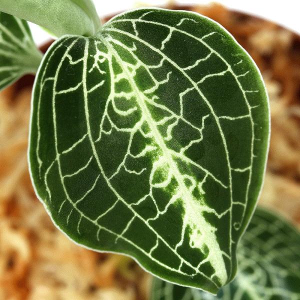 paludariumplants　パルダリウム　テラリウム　PF_SPQ　観葉植物　園芸　ガーデニング　ビバリウム　アクアテラリウム　ジュエルオーキッド　宝石蘭　宝石ラン　juwel　orchid　Anoectochilus　lylei　熱...