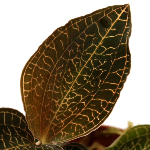 paludariumplants　パルダリウム　テラリウム　PF_SPQ　観葉植物　園芸　ガーデニング　ビバリウム　アクアテラリウム　ジュエルオーキッド　宝石蘭　宝石ラン　juwel　orchid　juwelorchid　熱帯植物　テラリウ...