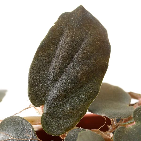 paludariumplants　パルダリウム　テラリウム　PF_SPQ　観葉植物　園芸　ガーデニング　ビバリウム　アクアテラリウム　両爬向き植物　植物　Pellionia　イラクサ科　ペリオニア属　ジメジメ系　匍匐性多年草　クライマー　熱...