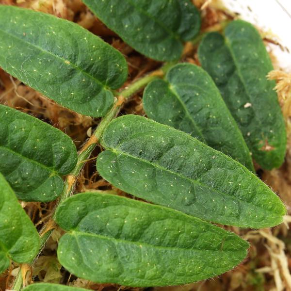 paludariumplants　パルダリウム　テラリウム　PF_SPQ　観葉植物　園芸　ガーデニング　ビバリウム　アクアテラリウム　両爬向き植物　植物　フィカス　クワ科　ヒメイタビ　オオイタビ　ジメジメ系　匍匐性多年草　クライマー　熱帯植...