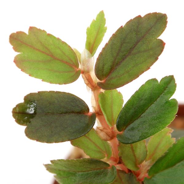 paludariumplants　パルダリウム　テラリウム　PF_SPQ　観葉　園芸　ガーデニング　ビバリウム　アクアテラリウム　原種ベゴニア　木立ベゴニア　根茎性ベゴニア　Begonia　foliosa　熱帯植物　テラリウム植物　テラ植物...