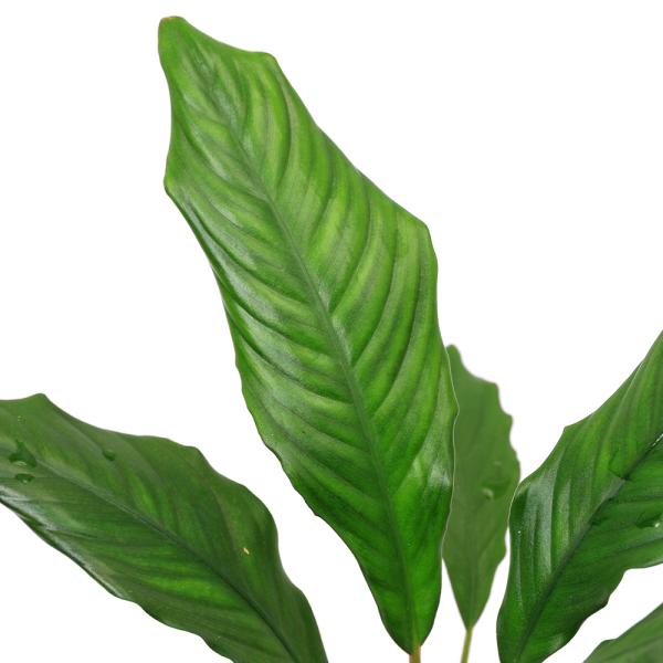 PF_SPQ　観葉植物　ガーデニング　ビバリウム　アクアテラリウム　パルダリウム　水草　サトイモ科　ホマロメナ　セントンイモ属　熱帯植物　テラリウム テラリウム植物　テラ植物　原種　Piptospatha　repens　terrariump...