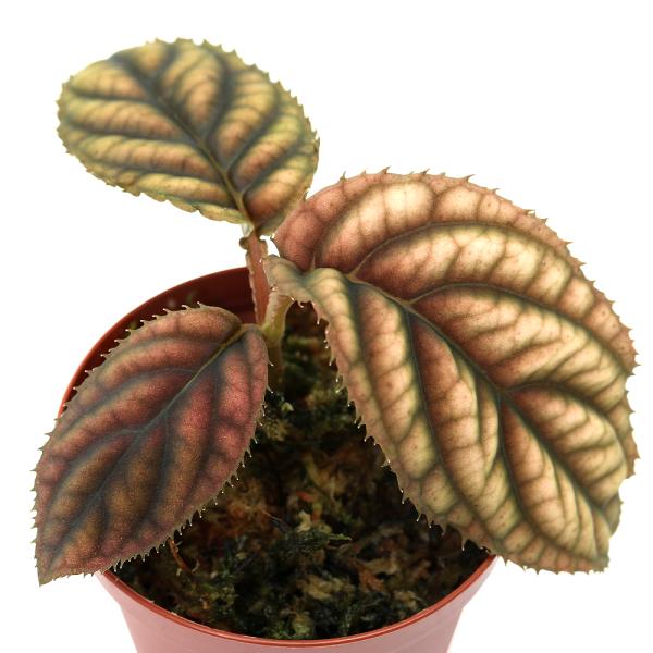 paludariumplants　パルダリウム　テラリウム　PF_SPQ　観葉植物　ガーデニング　ビバリウム　ヤブコウジ科　サクラソウ科　ラビシア属　ラビシア　Labisia　熱帯植物　テラリウム植物　テラ植物　原種　progenitorp...