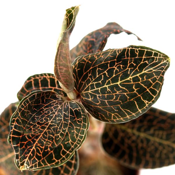 paludariumplants　パルダリウム　テラリウム　PF_SPQ　観葉植物　園芸　ガーデニング　ビバリウム　アクアテラリウム　宝石蘭　宝石ラン　ジュエルオーキッド　アネクトキルス　ロクスバギー　Anoectochilus　roxbu...