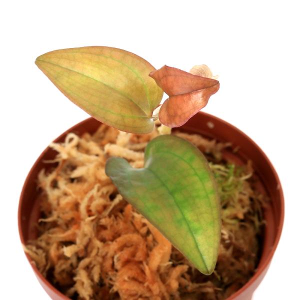 paludariumplants　パルダリウム　テラリウム　PF_SPQ　観葉植物　園芸　ガーデニング　ビバリウム　アクアテラリウム　ジュエルオーキッド　宝石蘭　宝石ラン　juwel　orchid　シアメンシス　熱帯植物　テラリウム植物　テ...