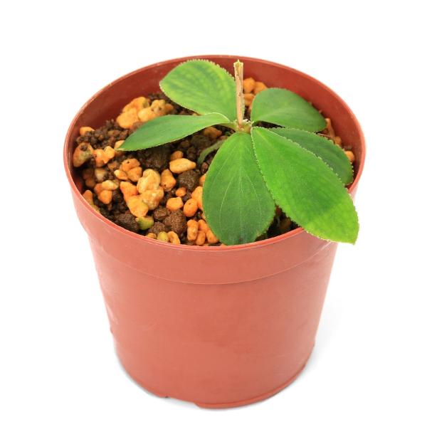 PF_SPQ　ガーデニング　園芸　観葉　観葉植物　ビバリウム　アクアテラリウム　パルダリウム　テラリウム　水草　熱帯植物　原種　サトイモ　じめじめ　ジメジメ　paludariumplants　progenitorplant　terrariu...