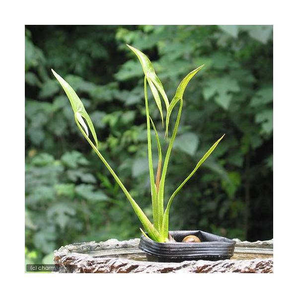 _aqua　_gardening　ビオトープ　ガーデニング　水辺植物　その他水辺植物　all_plants　kpps1609_pu5_biosnt　mrs17051_pu5_biosnt　育て方　育成方法　栽培方法　mrs1805_pu5_...