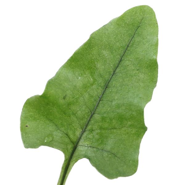 paludariumplants　パルダリウム　テラリウム　_hachu　_gardening　_kame　観葉植物　ガーデニング　ビバリウム　アクアテラリウム　水草　着生シダ　山野草　軒忍　イツマデグサ　カラスノワスレグサ　Ｌｅｐｉｓｏｒ...