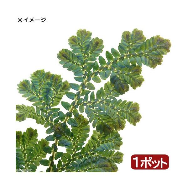 paludariumplants　パルダリウム　テラリウム　line2462terarium　観葉植物　園芸　ガーデニング　ビバリウム　アクアテラリウム　水草　イワヒバ　セラギネラ　Selaginella　willdenowii　Phang...