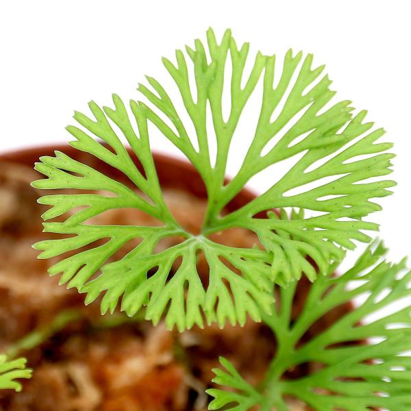paludariumplants　パルダリウム　テラリウム　PF_SPQ　観葉　ガーデニング　ビバリウム　アクアテラリウム　原種　Elaphoglossｕm　ｐｅｌｔａｔｕｍ　エラフォグロッサム　ペルタタム　エクアドル産　シダ　羊歯　pro...