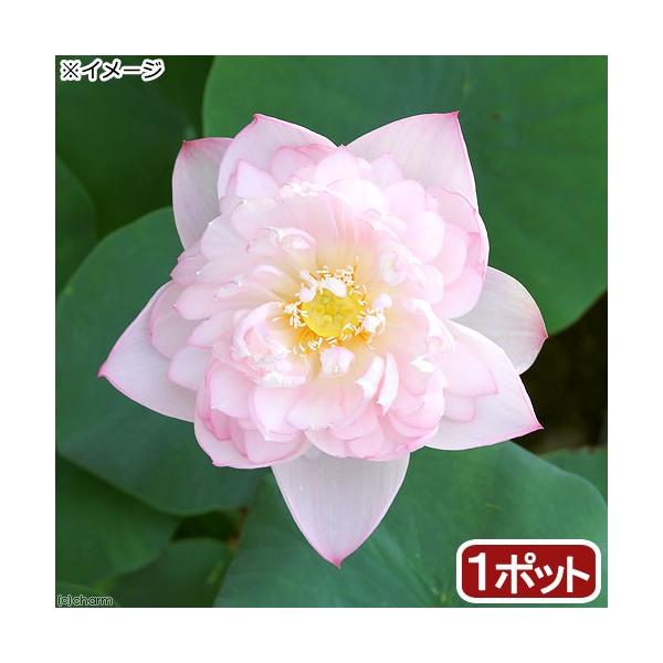 ビオトープ　ガーデニング　水辺植物　ハス　hasu_10bai0731　all_plants　sp_gardenハス　tuihi_rotas0614　womsomdi43　発芽待ちハス　set_hasu_kihana　1505gw1_bio...