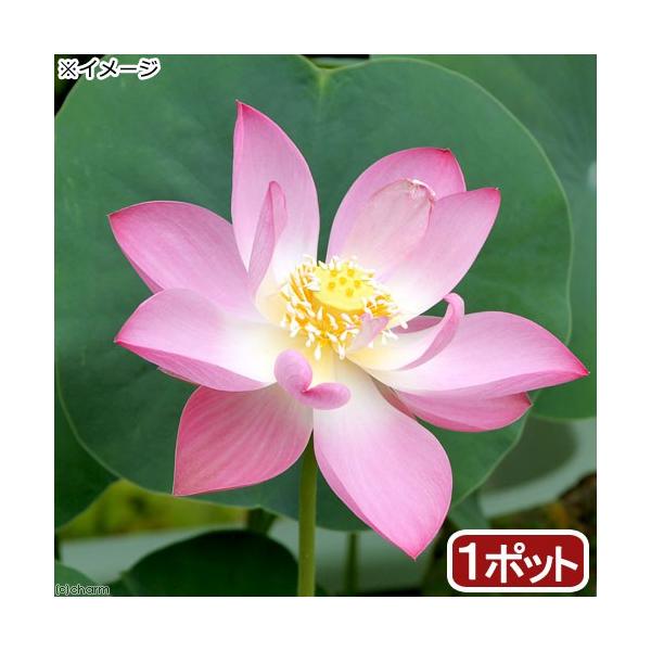 ビオトープ　ガーデニング　水辺植物　ハス　hasu_10bai0731　all_plants　sp_gardenハス　tuihi_rotas0614　womsomdi43　発芽待ちハス　set_hasu_kihana育て方　育成方法　栽培方...