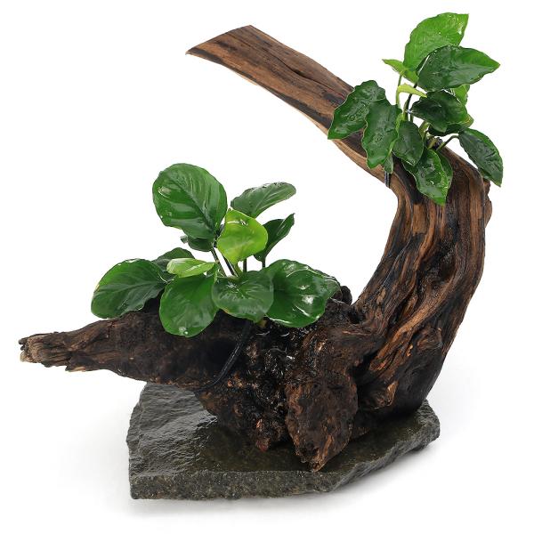 熱帯魚　アヌビアス　水草　置くだけ簡単　レイアウト流木　20170612　NT　mzbkubu_wplf　水辺工房　kattyaku2017　陰性水草　低光量　おまかせ　活着する　６０ｃｍ〜　kaijyo　woodplants　okudak...