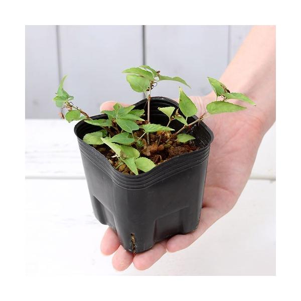 _gardening　ガーデニング　山野草　匂立坪菫　Ｖｉｏｌａ　ｇｒｙｐｏｃｅｒａｓ　20140612　MS　greepla10bai1406　kaijyo　植物　植物生体　ガーデニング生体　snys_viola　育て方　育成方法　栽培方...