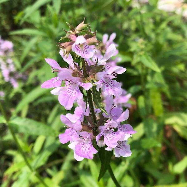 _gardening　ビオトープ　ガーデニング　水辺植物　その他水辺植物　Ｌｙｓｉｃｈｉｔｏｎ　ｃａｍｔｓｃｈａｔｃｅｎｓｅ　all_plants　NT　20161221　育て方　育成方法　栽培方法　湿生植物　opa2_delete
