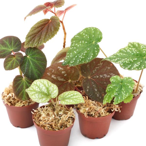 paludariumplants　パルダリウム　テラリウム　PF_SPQ　line2462terarium　_aqua　_gardening　_hachu　_kame　観葉　ガーデニング　ビバリウム　アクアテラリウム　水草　熱帯植物　原種ベ...