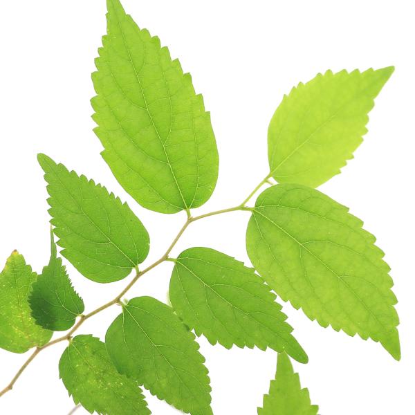 _gardening　ガーデニング　山野草　植物　植物生体　ガーデニング生体　育て方　育成方法　栽培方法　盆栽　盆栽苗　苗　苗木　樹木　樹木苗　シンボルツリー　エノキ　えのき　榎木　榎　エノキの苗　アサ科　ニレ科　エノキ属　Ｃｅｌｔｉｓ　ｓ...