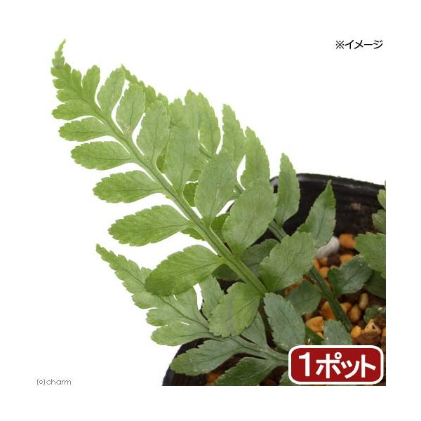 _hachu　_kame　_gardening　山野草　観葉植物　園芸　ガーデニング　ビバリウム　アクアテラリウム　パルダリウム　水草　着生シダ　Ａｓｐｌｅｎｉｕｍ　ｗｒｉｇｈｔｉｉ　アスプレニウム　植物　植物生体　ガーデニング生体　育て方...