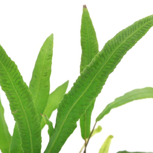 _hachu　_kame　_aqua　_gardening　ガーデニング　テラリウム　ビバリウム　パルダリウム　ディプラジウム　育て方　育成方法　栽培方法　039_list　20180112　ＮＴ　Diplazium　subsinuatum...