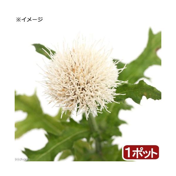 MS34　_gardening　ガーデニング　山野草　シロバナ　ノアザミ　白花野薊　刺草　シソウ　Ｃｉｒｓｉｕｍ　ｊａｐｏｎｉｃｕｍ　ｆ．ｌｅｕｃａｎｔｈｕｍ　20180610　ＲＭ　植物　植物生体　ガーデニング生体　育て方　育成方法　栽培...